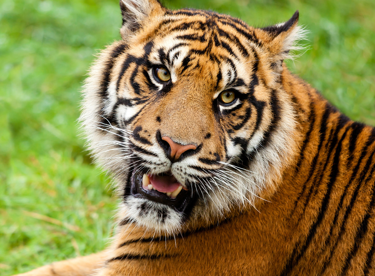 L’usurier – Mathis A. LeCorbot